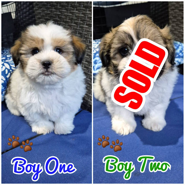 ️ 1 left! QUALITY Cutest Teddy Bear MALTESE SHIH TZU puppies! male ...