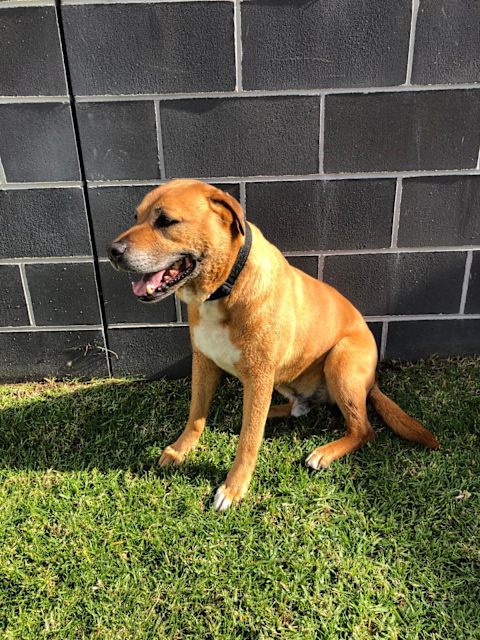 Meet ‘Brick’, Happy Dog Looking for His Next Chapter | Dogs & Puppies ...
