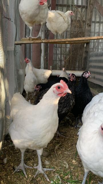 White Australorp backyard layers | Livestock | Gumtree Australia ...