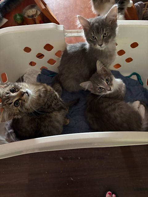 8 weeks old looking furrever homes | Cats & Kittens | Gumtree Australia ...
