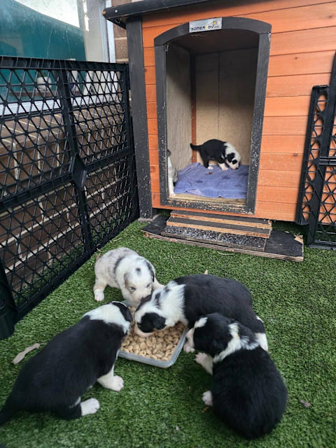 Border Collie x Aussie Shepherd Puppies | Dogs & Puppies | Gumtree ...