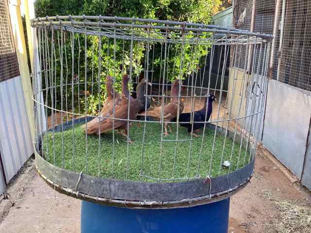 Stargard Shaker Pigeons | Birds | Gumtree Australia Loxton Waikerie ...