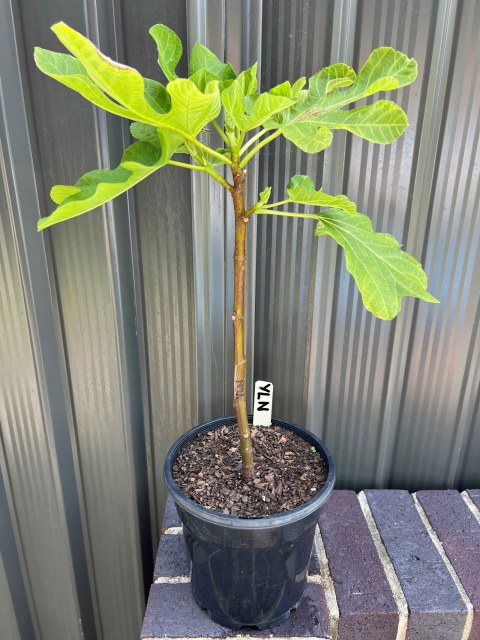 Yellow Long Neck Fig Tree in 200mm pot - Plants in Guildford NSW ...
