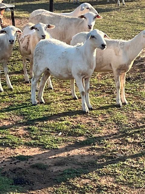Australian White Ewe Lambs | Livestock | Gumtree Australia Wangaratta ...