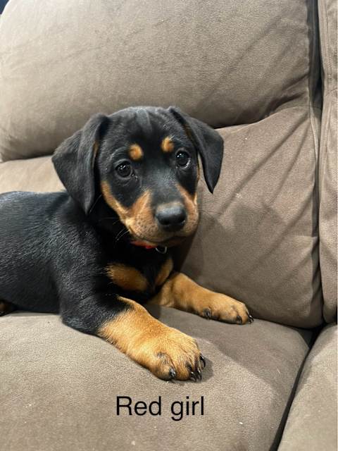 Dachshund x Rottweiler | Dogs & Puppies | Gumtree Australia Orange Area ...