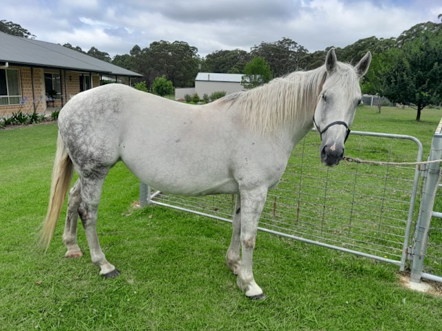 Harness and riding horse | Horses & Ponies | Gumtree Australia Armidale ...