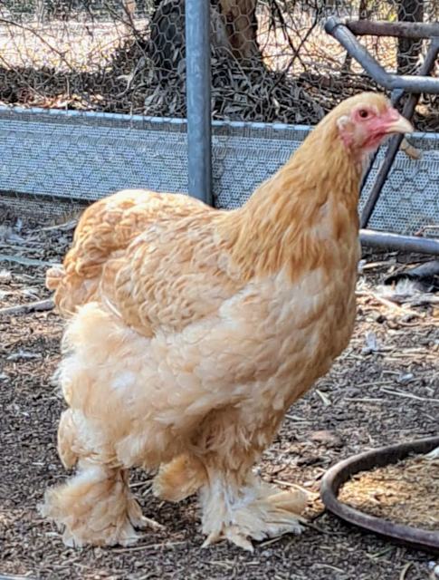 Beautiful large Cochin & Brahma pullets | Birds | Gumtree Australia ...