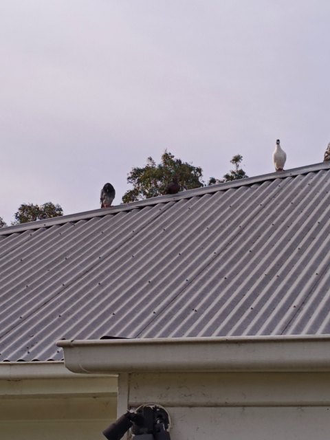 all bird must go find a good home | Birds | Gumtree Australia Maroondah ...