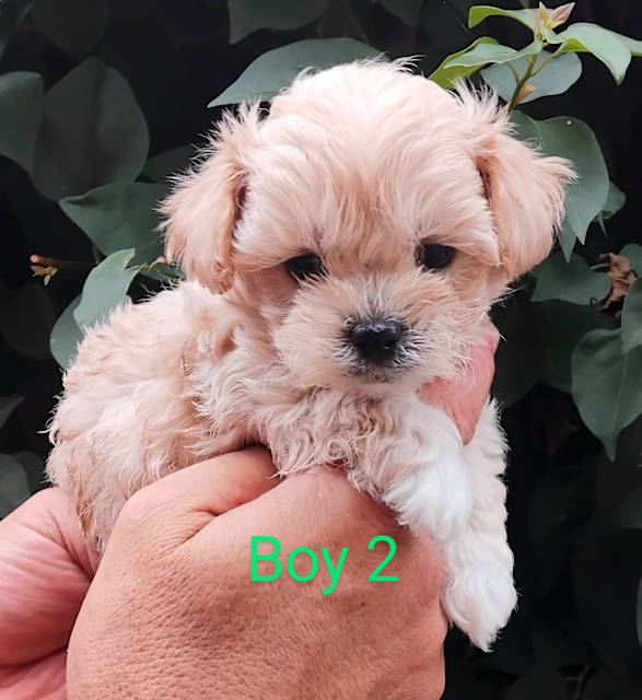 💖Toy Shmoodle Puppies 2 LEFT 5 Wks Old Ready on Mothers Day | Dogs ...