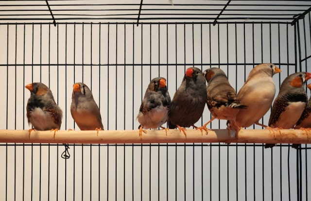 Finches assorted colours | Birds | Gumtree Australia Swan Area - Swan ...