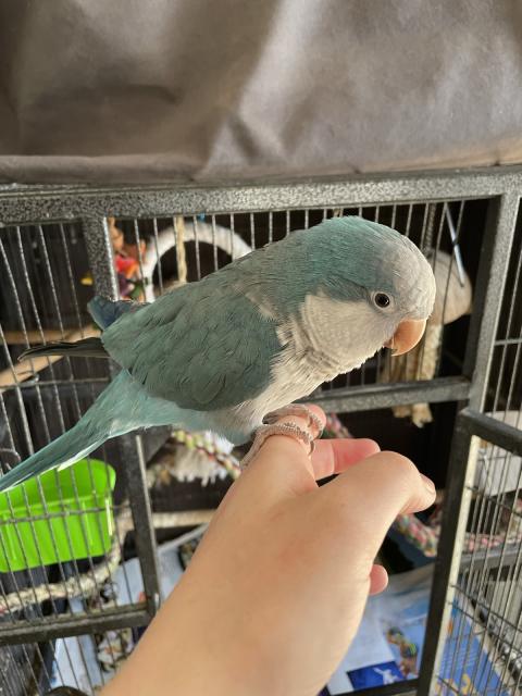 Blue Quaker Parrot | Birds | Gumtree Australia Tuggeranong - Theodore ...