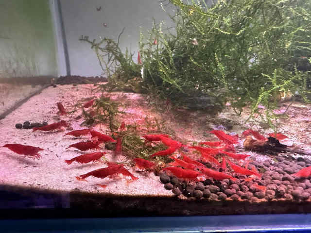 High grade Red cherry shrimps, bloody merry, blue and crs | Fish ...