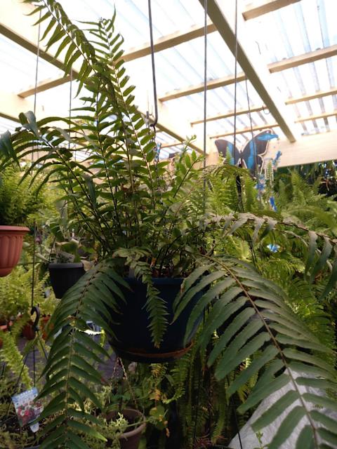 Beautiful Ferns in Hanging Baskets, FROM $15. Ballajura 6066 - Plants ...