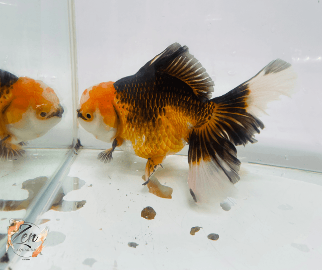 JUMBO Rosetail Oranda Goldfish | Fish | Gumtree Australia Strathfield ...