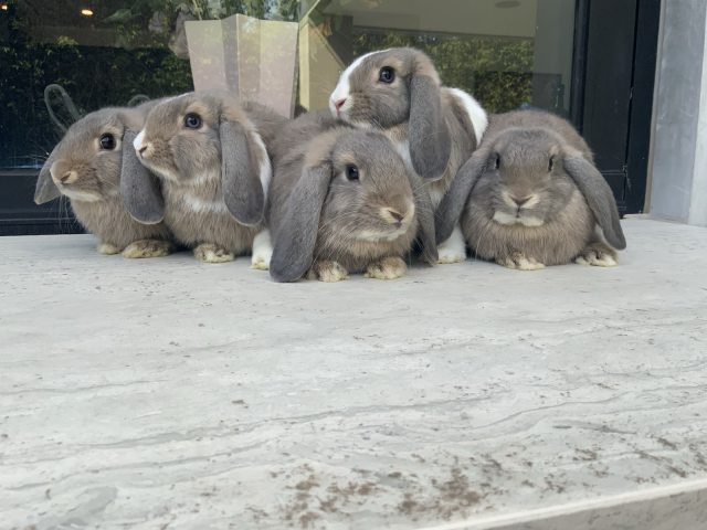 5 pure breed mini lops 🩷🐰 | Rabbits | Gumtree Australia Knox Area ...