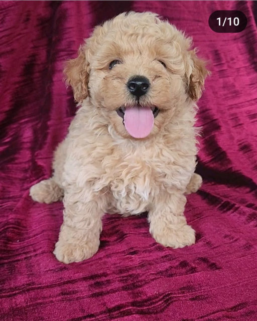 Bichoodle puppies (teacup poodle x Bichon) | Dogs & Puppies | Gumtree ...