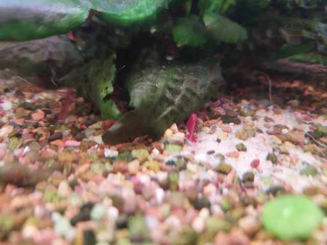 red cherry shrimp | Fish | Gumtree Australia Gosford Area - Kariong ...