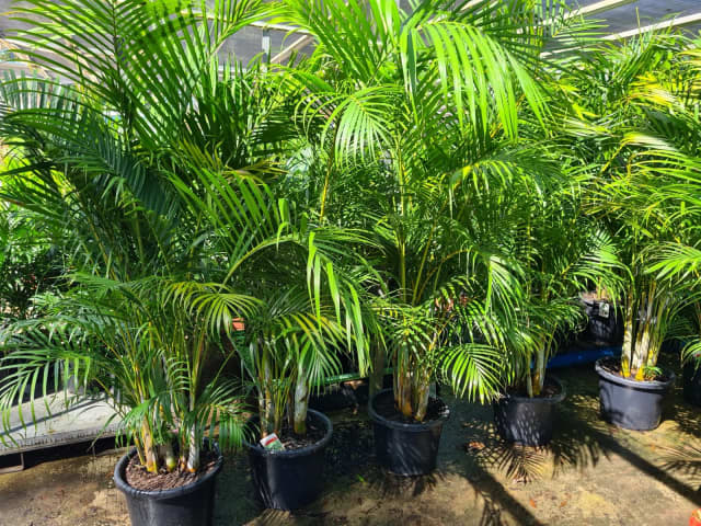 Palms Assorted Plants In Dural Nsw Gumtree Australia
