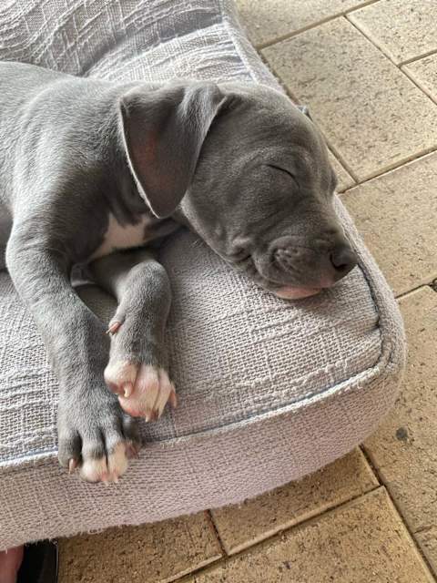 Blue Staffy Female Puppy | Dogs & Puppies | Gumtree Australia Wanneroo ...