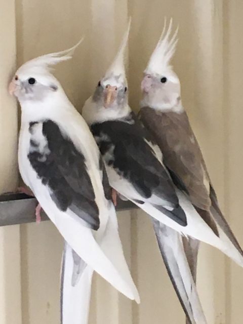 Selling 2 beautiful pied weiros | Birds | Gumtree Australia Melville ...