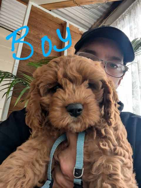 First generation ( F1) toy Cavoodle puppies | Dogs & Puppies | Gumtree ...