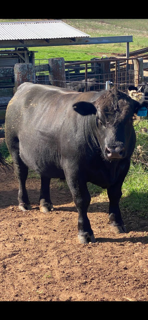 Two Angus bulls | Livestock | Gumtree Australia Tamworth City ...
