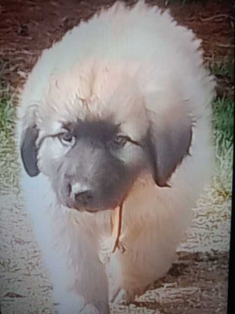 Purebred Sarplaninac/Illyrian Sheppard puppies for sale | Dogs ...