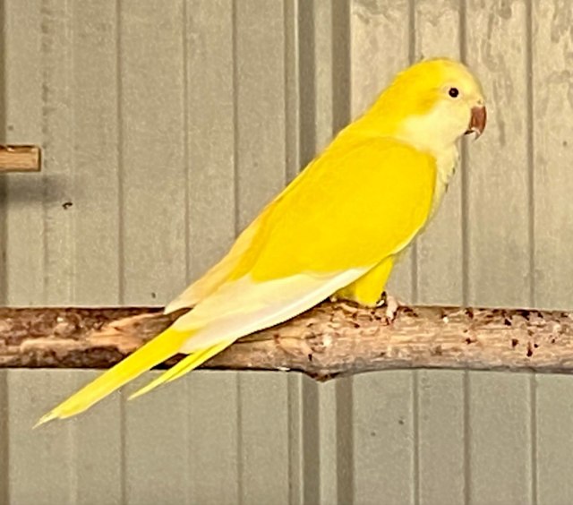 QUAKER BREEDING PAIRS AND LUTINO MALE | Birds | Gumtree Australia ...