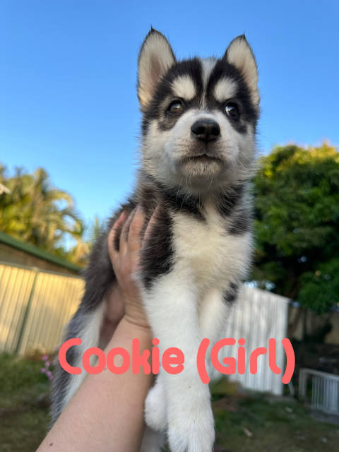 1 Pure Breed Siberian Husky Ready for New Home NOW | Dogs & Puppies ...
