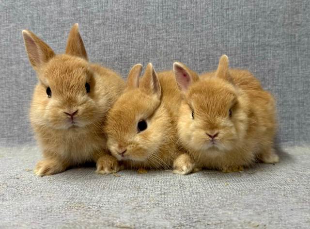 Baby Pure-Bred Netherland Dwarf Rabbits | Other Pets | Gumtree ...
