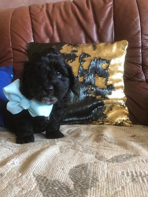 Shmoodle Puppies For Sale | Dogs & Puppies | Gumtree Australia ...