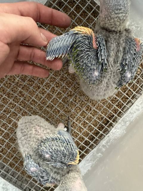 Hand raised yellow wing blue front amazons | Birds | Gumtree Australia ...