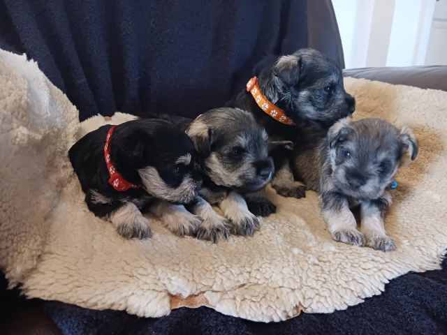 Purebred Miniature Schnauzer | Dogs & Puppies | Gumtree Australia ...