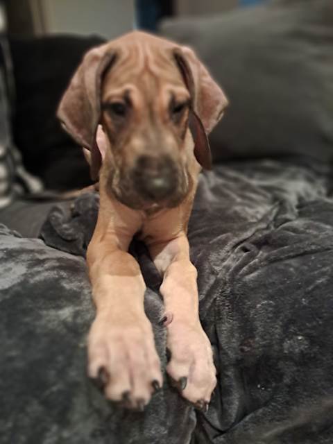 Pure Breed Great Dane Puppies Fawn | Dogs & Puppies | Gumtree Australia ...
