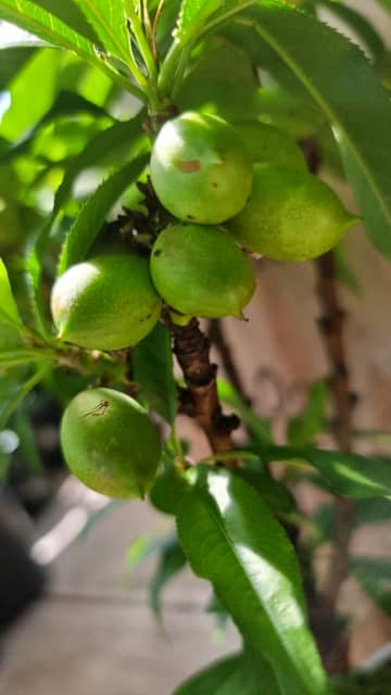 Lots of fruits super dwarf yellow flesh nectarine tree - Plants in ...