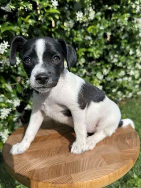 Purebred Mini Fox Terrier Puppies | Dogs & Puppies | Gumtree Australia ...