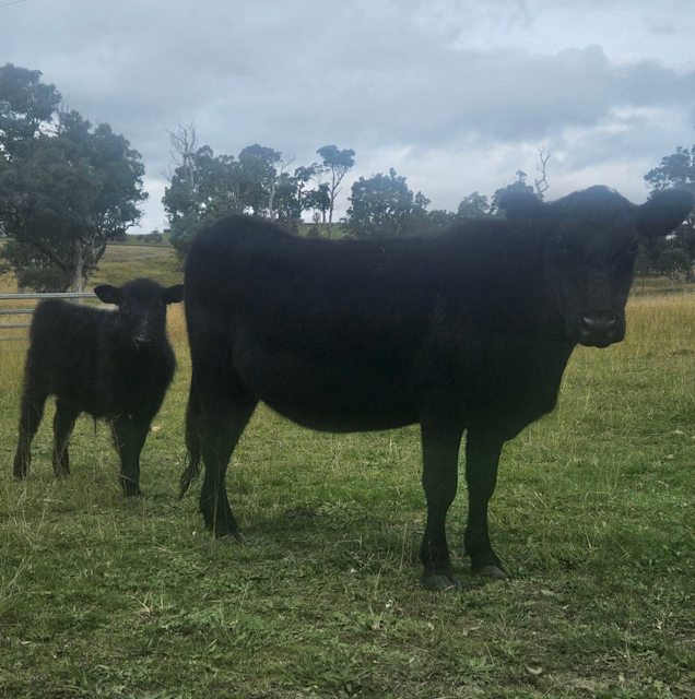 Angus x cow & steer calf | Livestock | Gumtree Australia Bega Valley ...