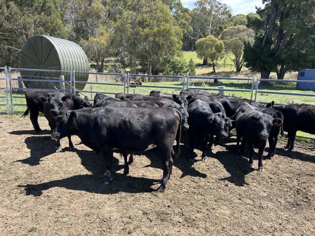 Black Angus Heifers | Livestock | Gumtree Australia Oberon Area ...