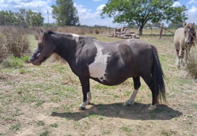 Pair of sweet natured, aged Miniature mares | Horses & Ponies | Gumtree ...