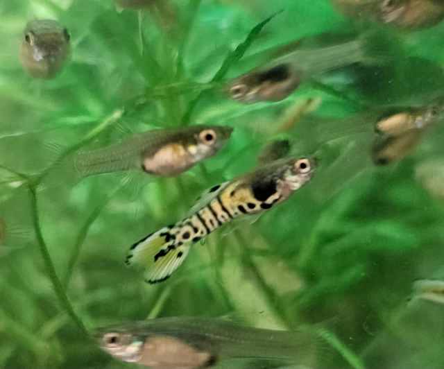 Tiger endler guppies | Fish | Gumtree Australia Brisbane South West ...