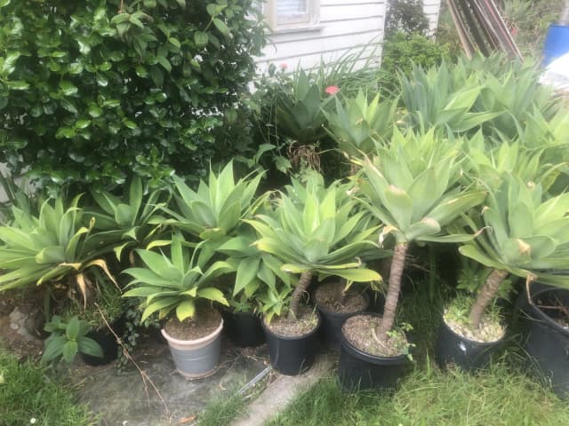 Variety of garden plants | Plants | Gumtree Australia Greater Dandenong ...