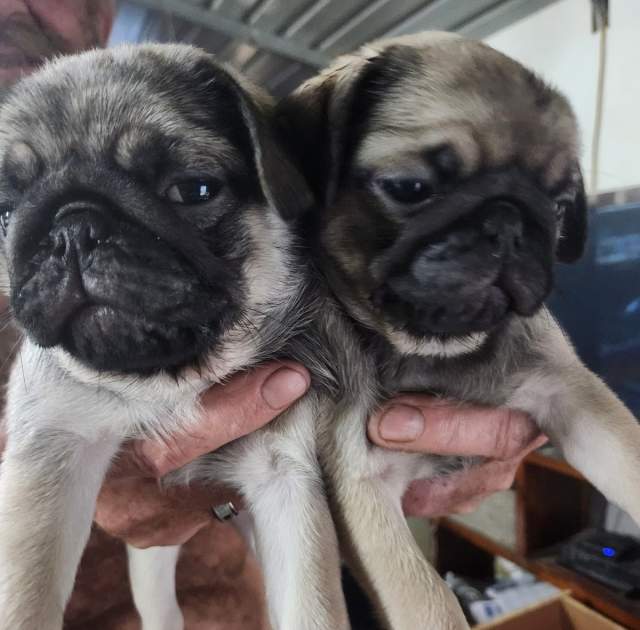 Mini Pug Puppies - Tri Colour, 1F, 1M | Dogs & Puppies | Gumtree ...