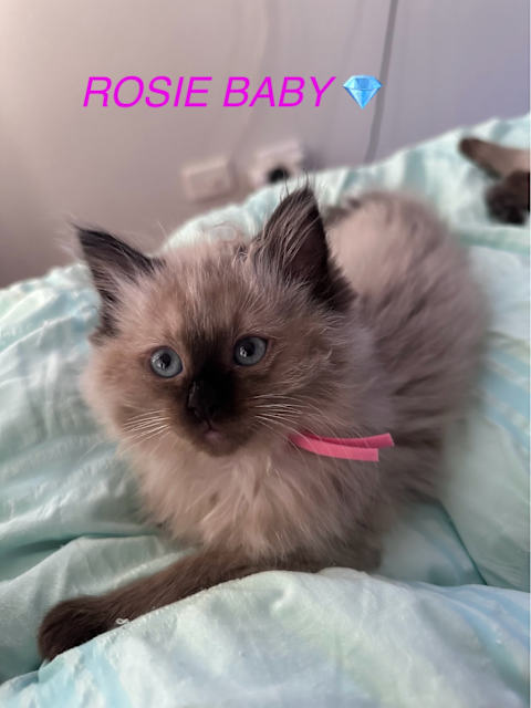 Pure Breed Ragdoll kittens By DiamondDolls💎 | Cats & Kittens | Gumtree ...