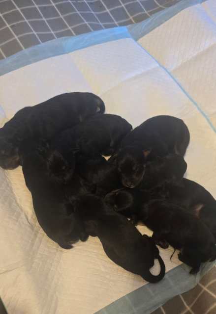 Bobtail Rottweiler male cross Kelpie female puppies | Dogs & Puppies ...