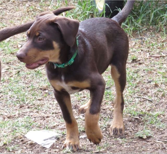 Purebred Kelpie puppies | Dogs & Puppies | Gumtree Australia Barossa ...
