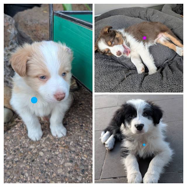 Choc. Tri F, Wheaten Ms, B&W M ⭐DNA🧬CLEAR | Dogs & Puppies | Gumtree ...