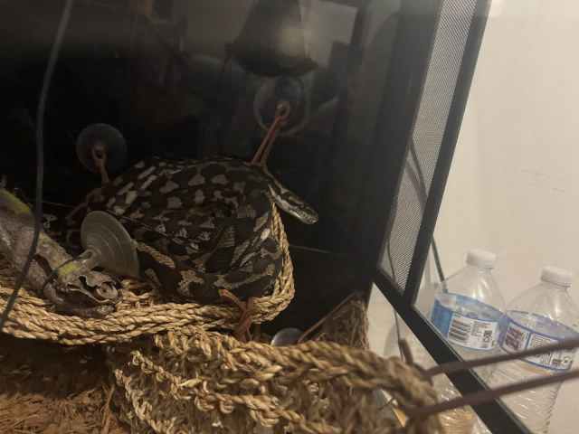 Jungle python and enclosure | Reptiles & Amphibians | Gumtree Australia ...