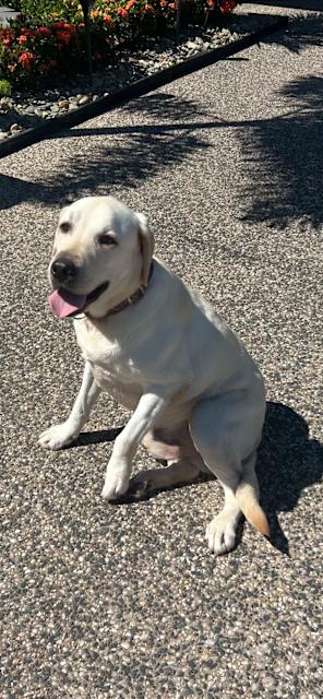 Purebred Male Yellow Labrador | Dogs & Puppies | Gumtree Australia ...