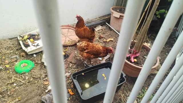 Back yard Friends free - Miscellaneous Goods in Lynwood WA | Gumtree ...