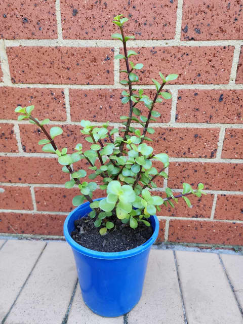 Money Tree 20cm tall | Plants | Gumtree Australia Hume Area - Gladstone ...